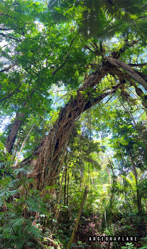 Daintree Rainforest Activities: River Drifting, Rainforest Exploration ...